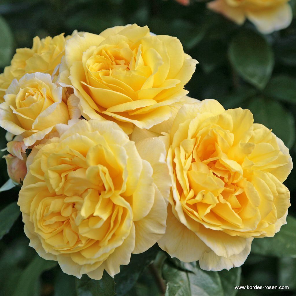 Rosiers ADR / ROSELAX® | Types de rosiers | Rosiers jardin | Kordes Rosen