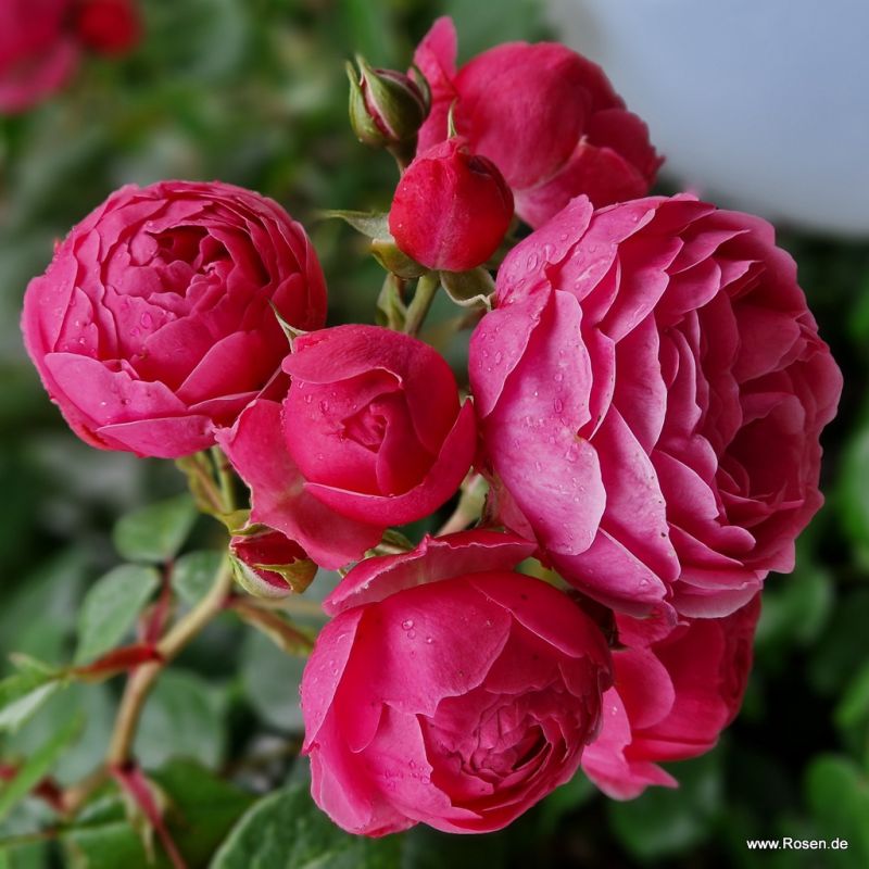 Pomponella® | Kordes Rosen