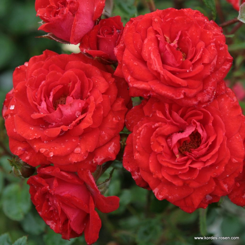 Miniature Roses | Shop By Type | Garden roses | Kordes Rosen