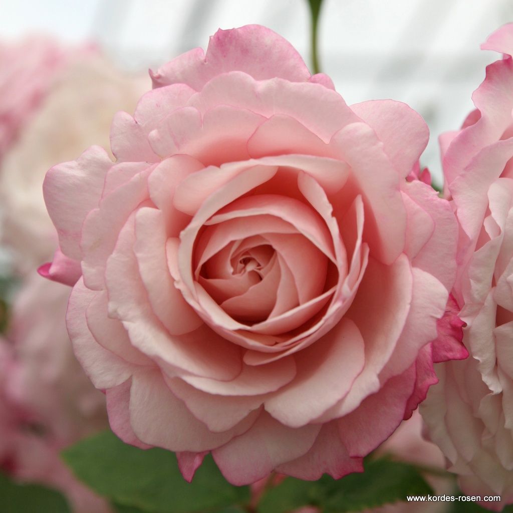 Rosenfaszination® | Kordes Rosen