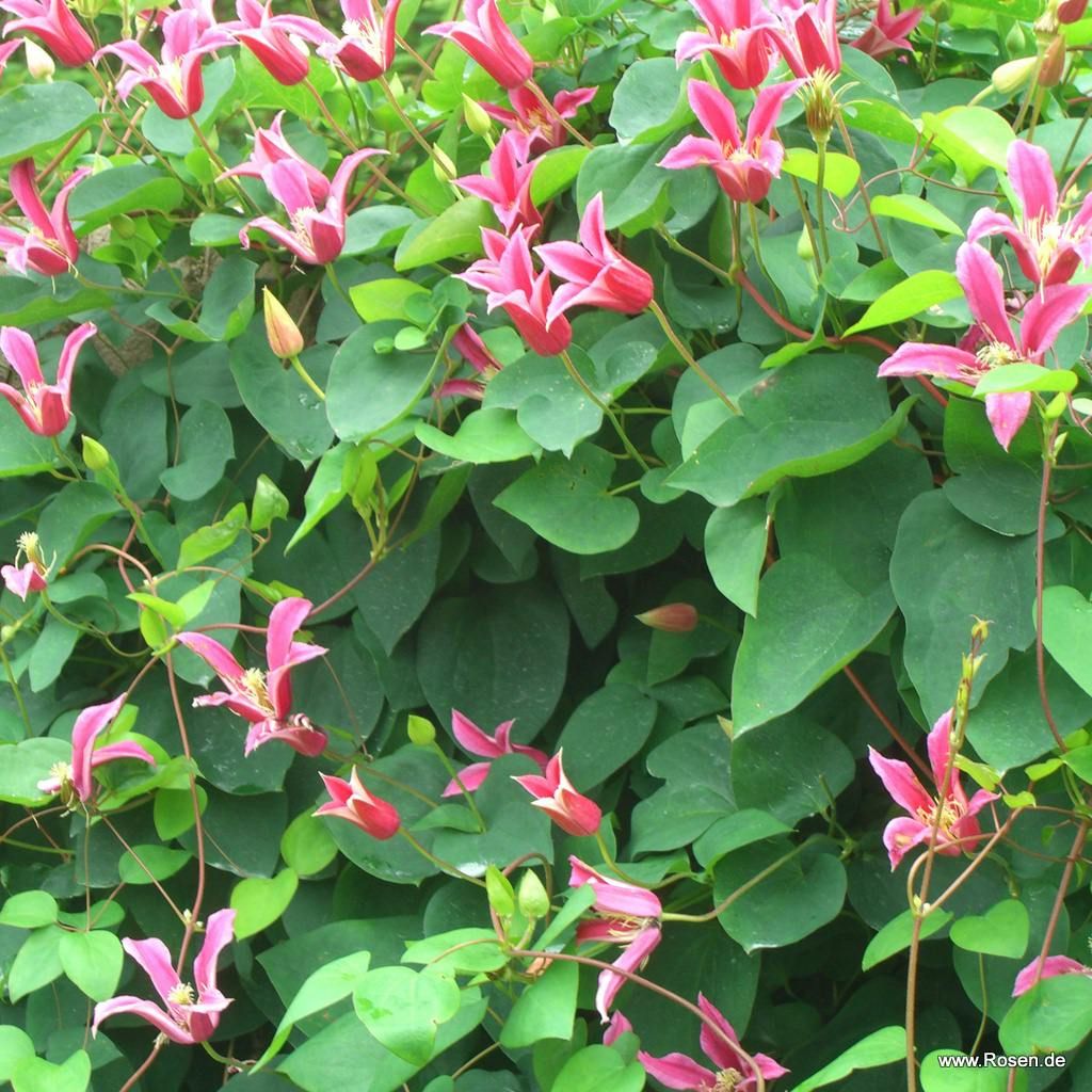 Clematis 'Princess Diana' | Kordes Rosen