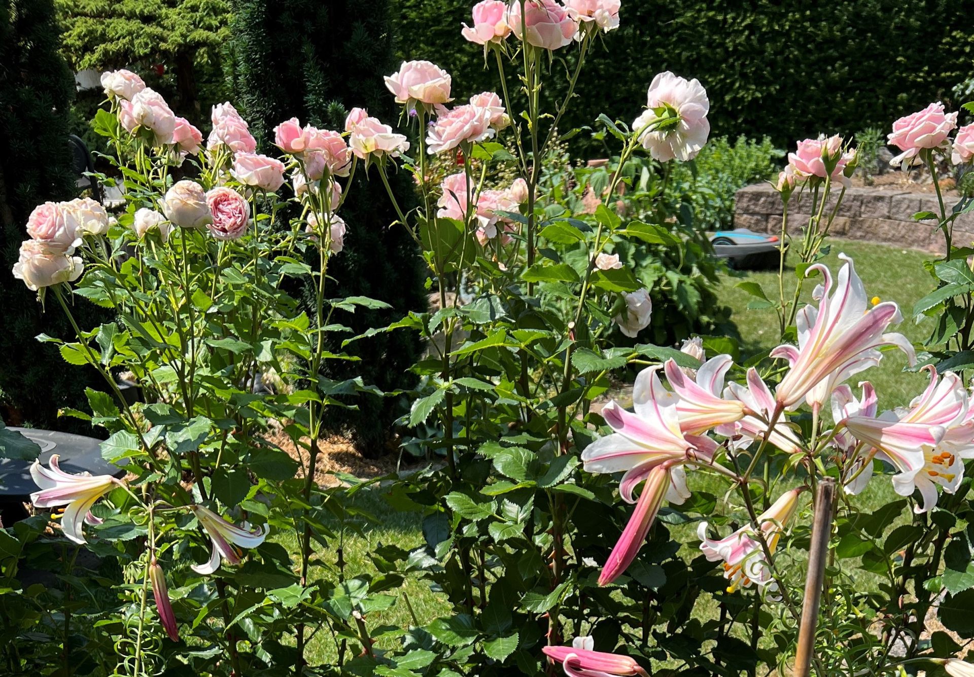 Amorosa® | Kordes Rosen