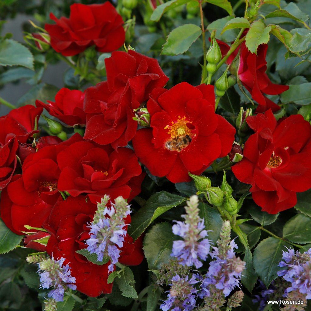 Marondo® | Kordes Rosen