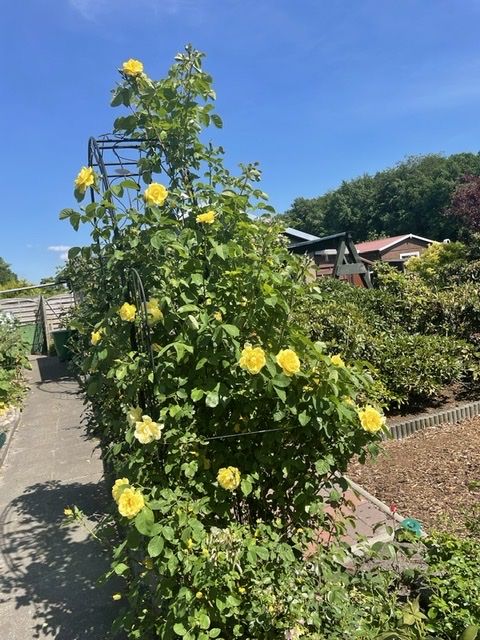 Golden Gate® | Kordes Rosen