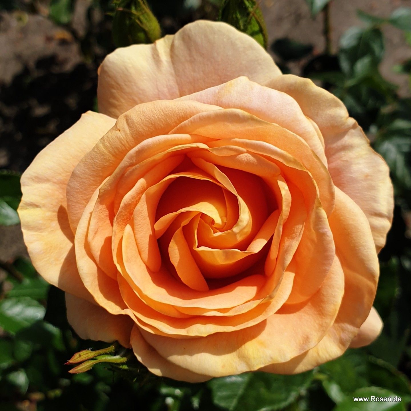 Garden roses | Kordes Rosen