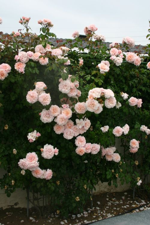 Rosiers grimpants | Types de rosiers | Rosiers jardin | Kordes Rosen