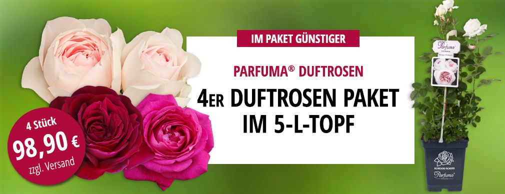 4er-Paket Parfuma® Duftrosen im 5-L-Topf | Kordes Rosen
