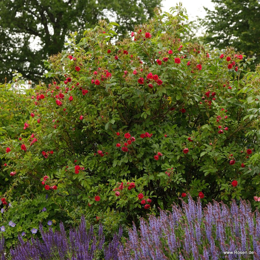 F. J. Grootendorst | Kordes Rosen