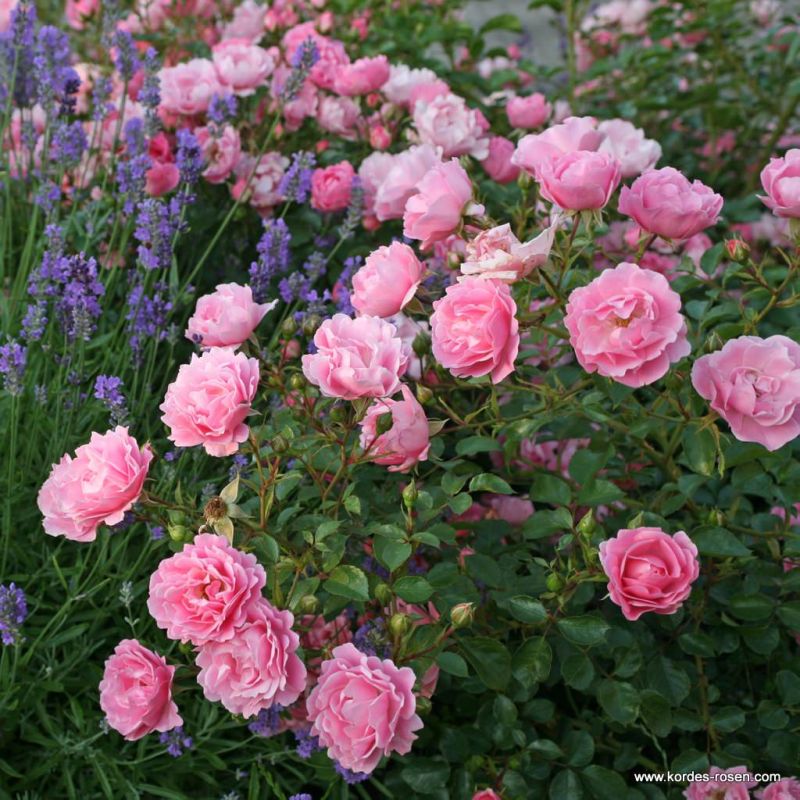 Sommerwind® | Kordes Rosen