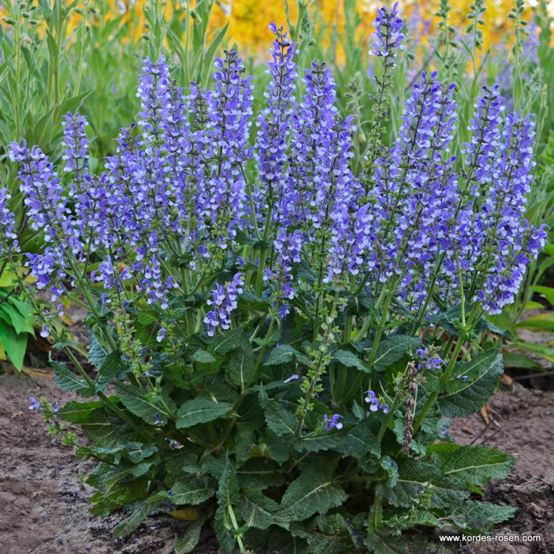 Ziersalbei 'ColorSpires® Azure Snow' | Kordes Rosen