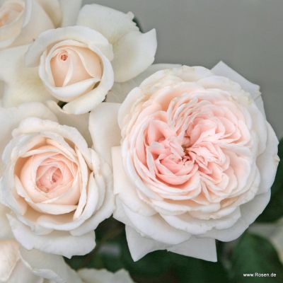 Golden Gate® | Kordes Rosen