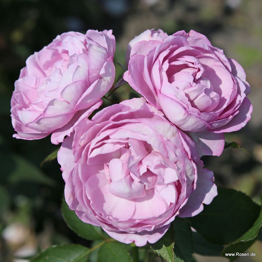 Herzogin Dorothea - Syn. Silent Parfuma® | Kordes Rosen
