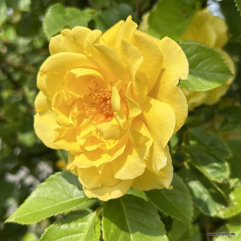 Golden Gate® | Kordes Rosen