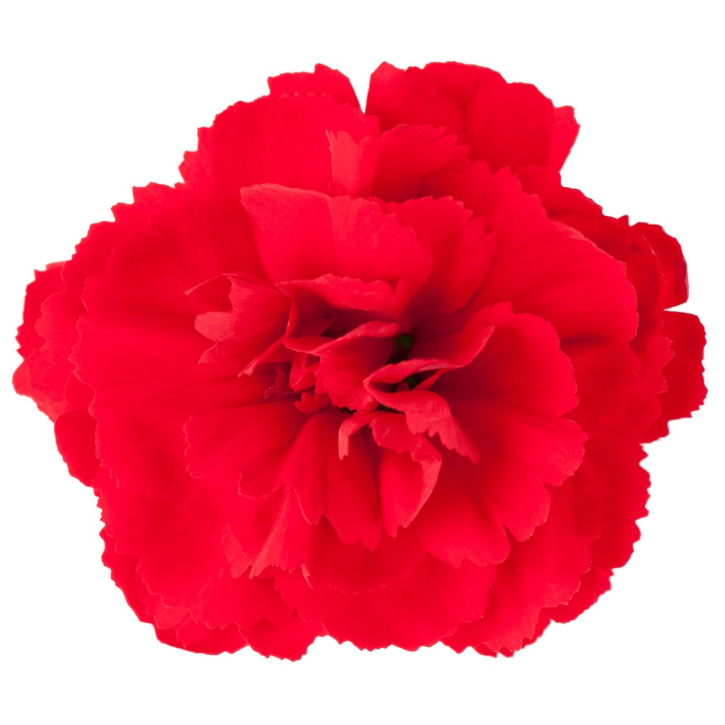 Gartennelke 'Code® Bright Red' | Kordes Rosen