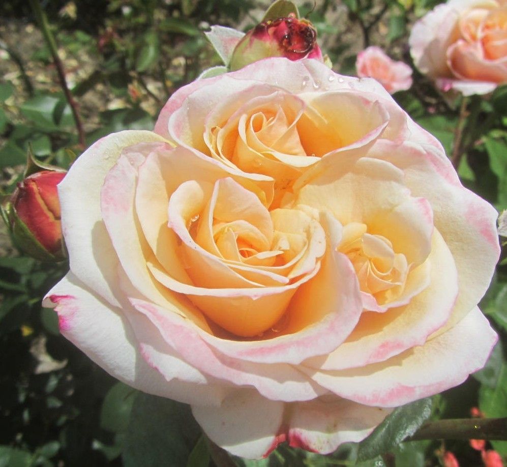 Oh Happy Day® | Kordes Rosen