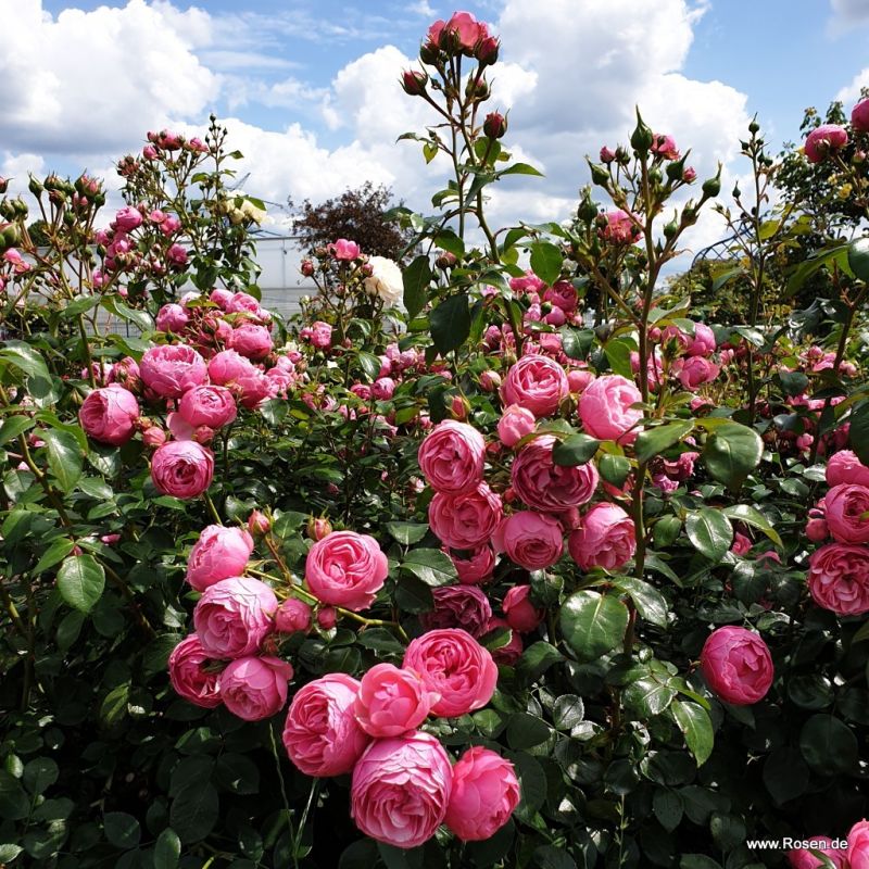 Pomponella® | Kordes Rosen