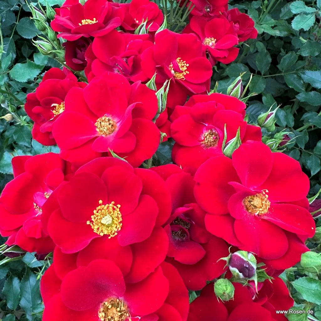 Marondo® | Kordes Rosen