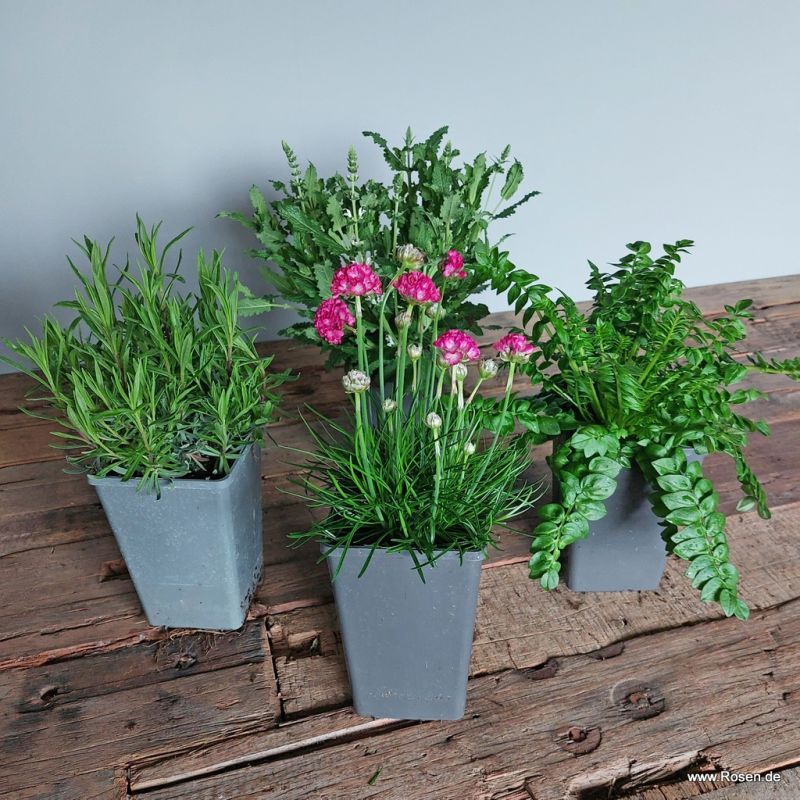 Flora Colonia | Kordes Rosen