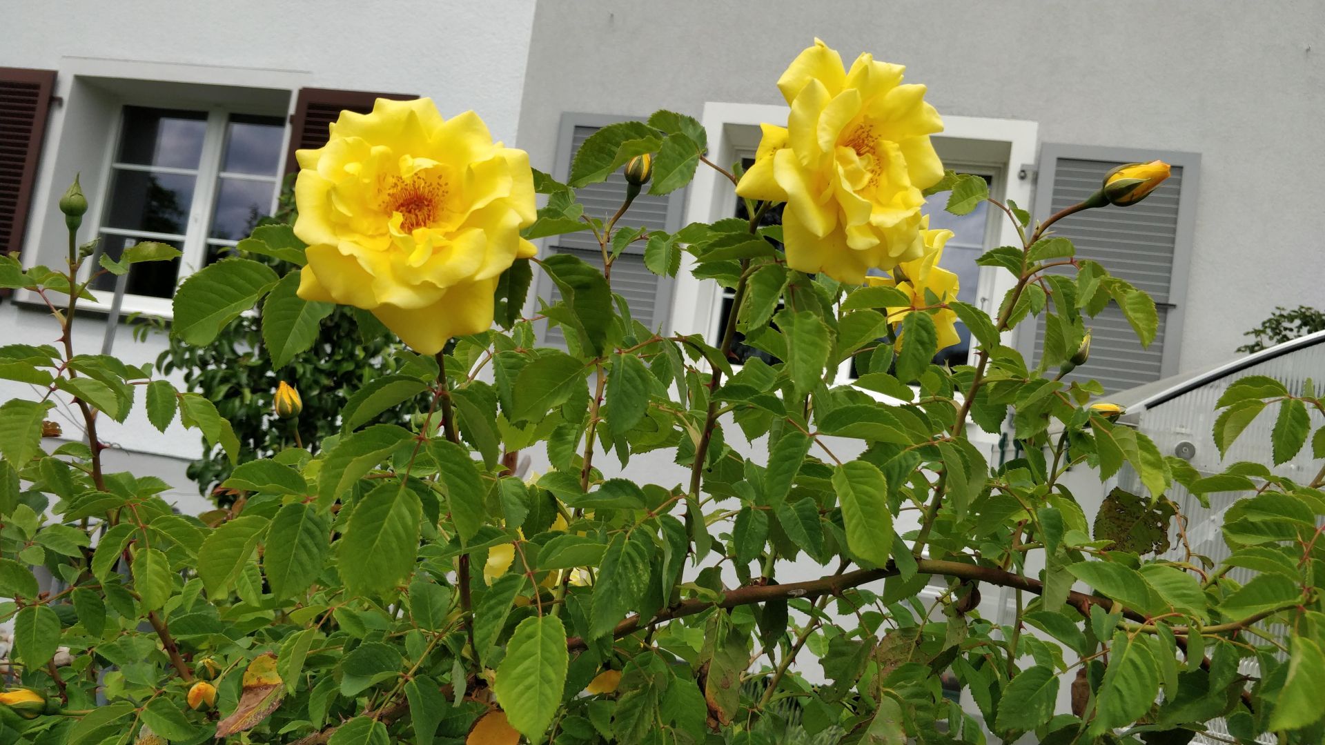 Golden Gate® | Kordes Rosen