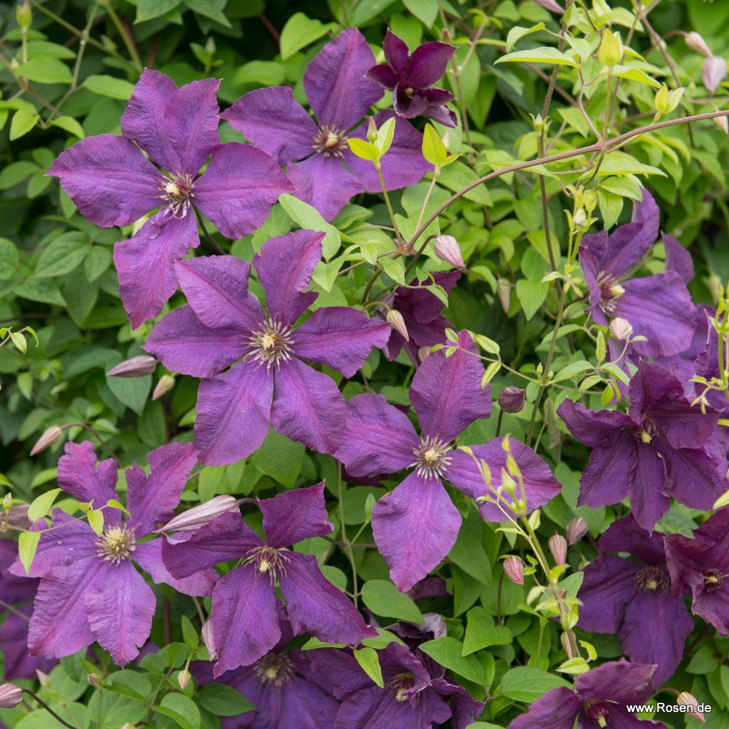 Clematis 'Arabella' | Kordes Rosen