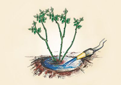 Pflanzanleitungen | Ihre Bestellung | Service | Kordes Rosen