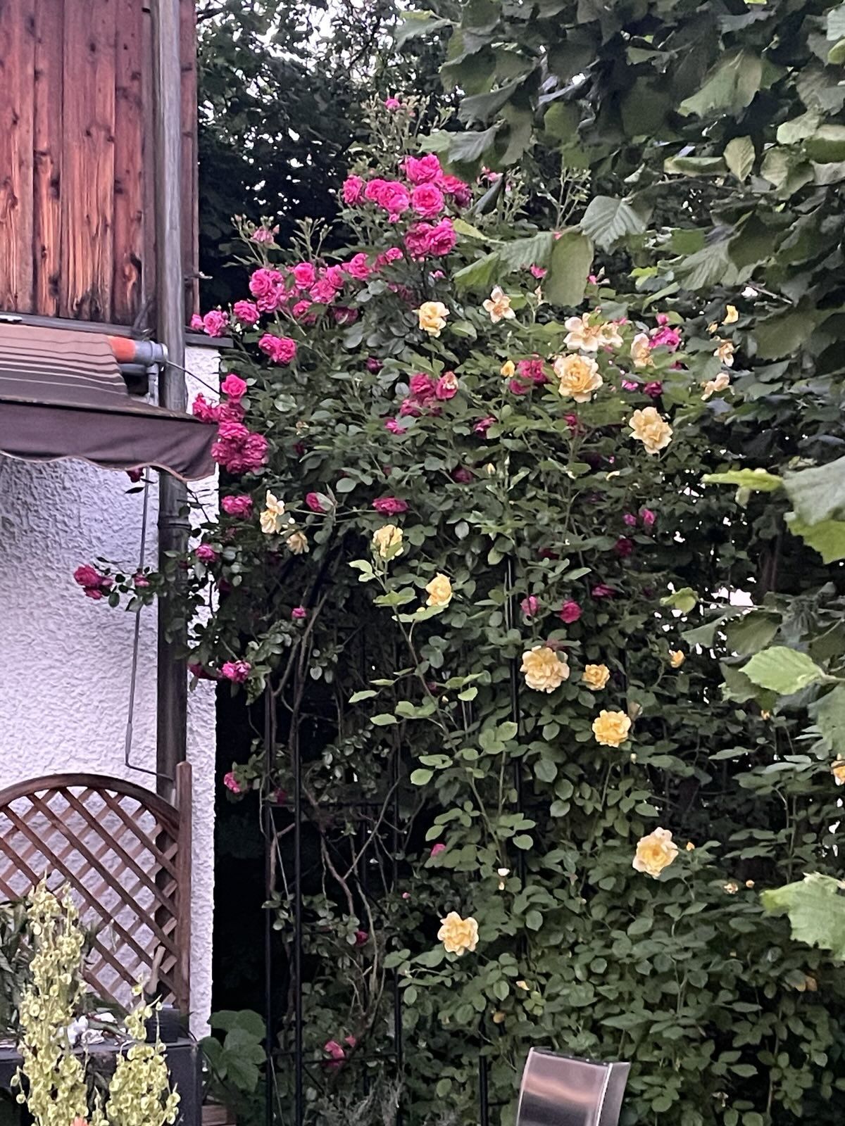 Golden Gate® | Kordes Rosen
