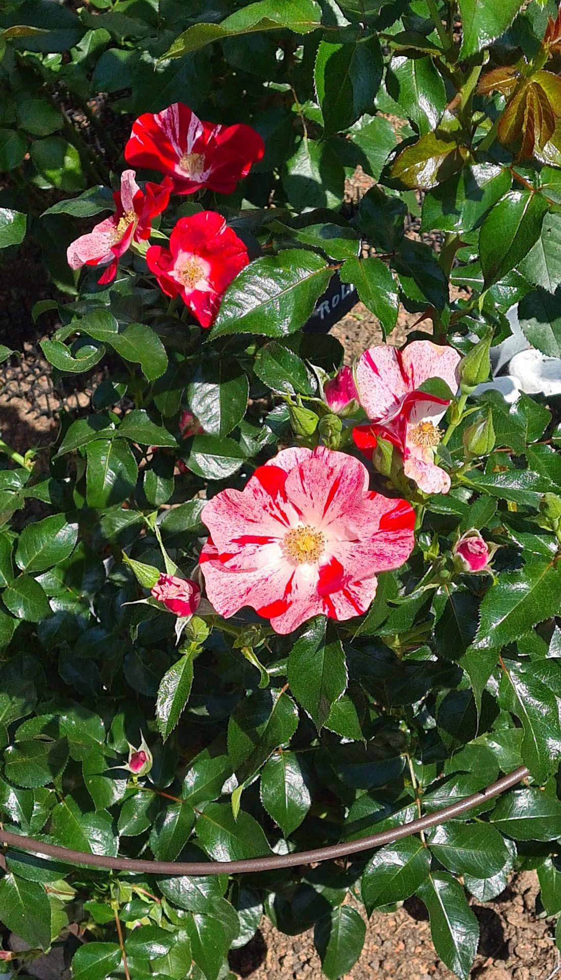 Simsalabim® | Kordes Rosen