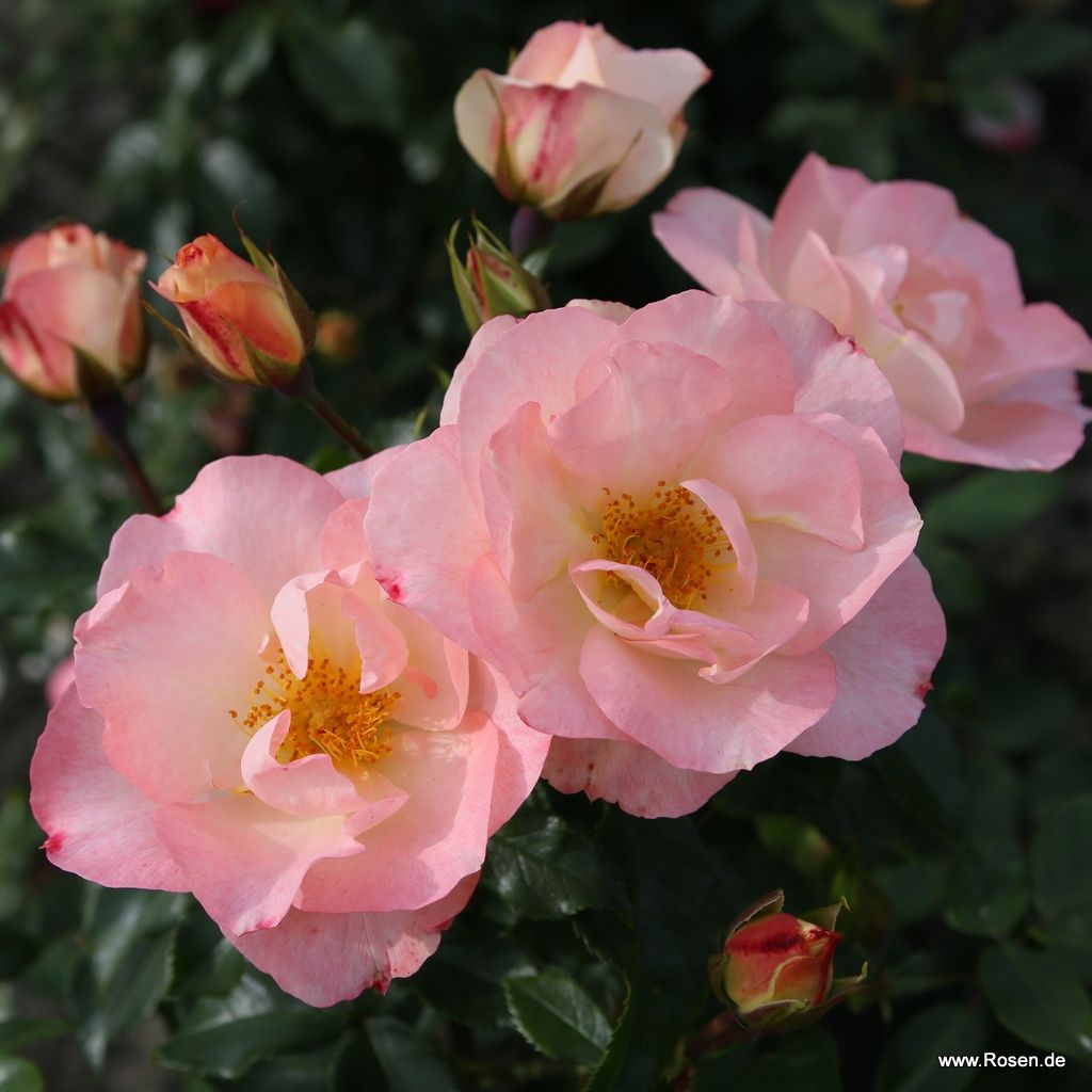 Kordes roses online shop - the most beautiful roses in the world ...