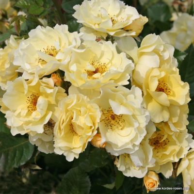 Mentor®-Rose | Kordes Rosen
