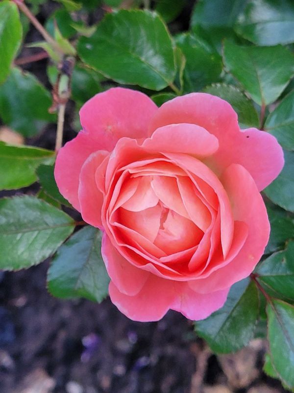 Lambada® | Kordes Rosen